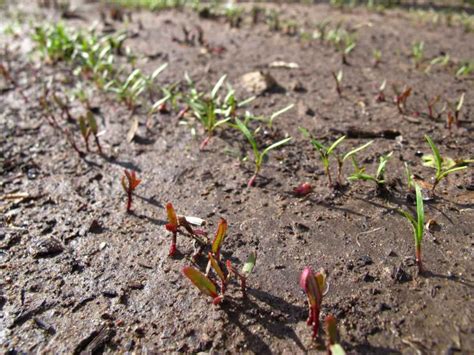 Grow Vegetables On A Patch Of Limestone Soil
