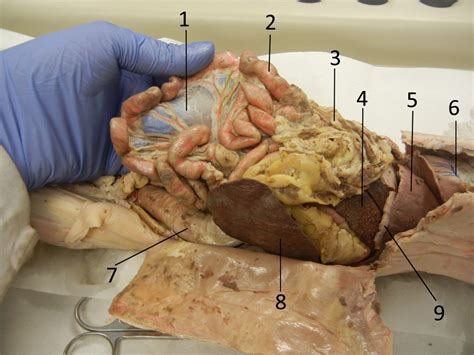 Cat Dissection Terms And Definitions For Medicine Study Flashcards Quizlet