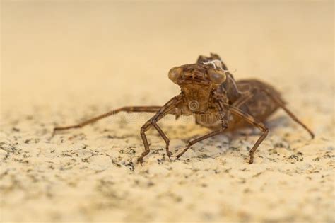 Portrait Of A Dead Locust Lying Dead On An Old Rock Stock Image Image