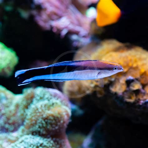 Wrasse Cleaner Bluestreak Labroides Dimidiatus Aquatics Unlimited