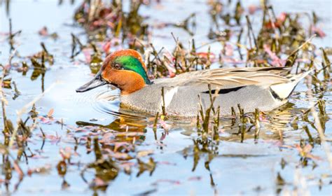 35 Species Of Ducks In Florida Our Fascinating Guide