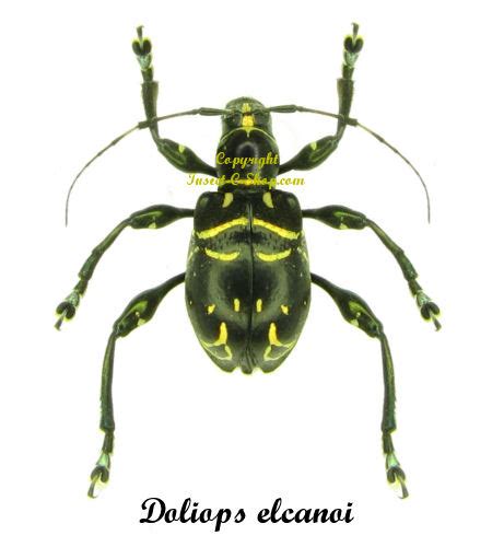 Doliops Elcanoi Insect Collectors Shop Collectionneur Dinsectes