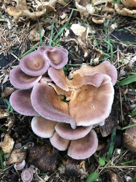 Panus Panus Picture Mushroom