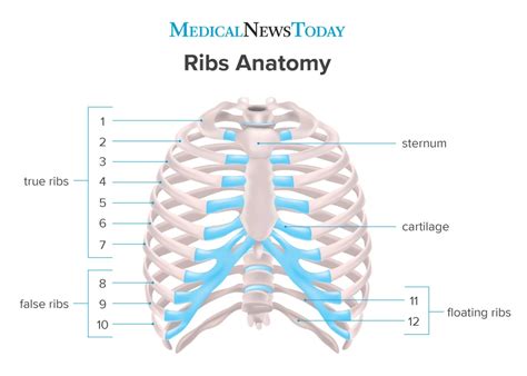 Diagram Of Ribs In Human Body At Michelle Beeman Blog