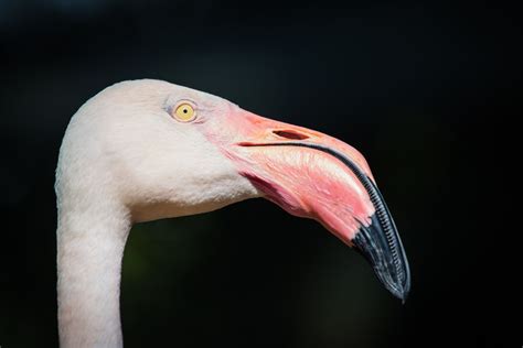 Why Are Flamingo Beaks Bent