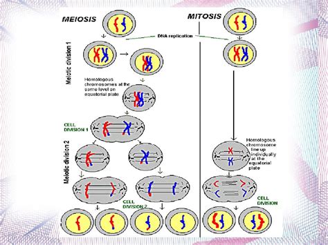 Cell Cycle Powerpoint