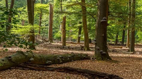 Dassenberg Als Oerbos Frisse Blik 2 Vroege Vogels Bnnvara