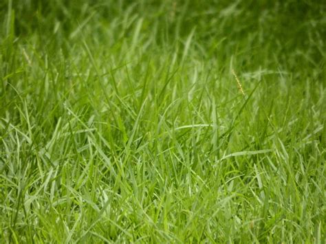 Free Photo Green Grass Background Texture Isolated Only Free