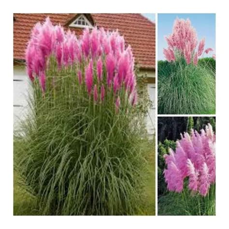 Capim Dos Pampas Rosa Grass Cortaderia Pink Sementes Mercadolivre