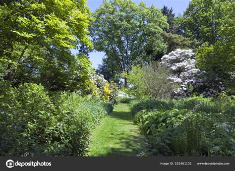 Grassy Path Evergreen Plants Mature Trees Flowering Rhododendrons
