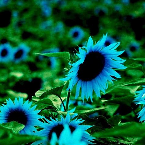 Chuxay Garden Rare Midnight Blue Sunflower Seed 50 Australia Ubuy
