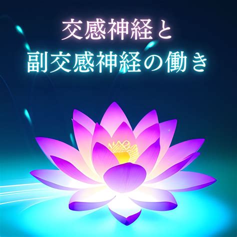 ‎交感神経と副交感神経の働き バランスを保つ 気持ちが落ち着く瞑想 Album By 自律神経を正す Apple Music