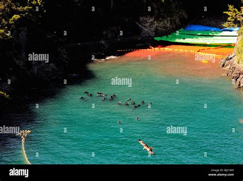 The Cove Taiji Map