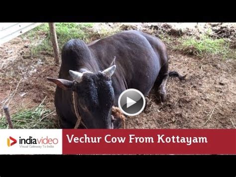 Vechur Cow Cattle Breed Livestock Show Thiruvananthapuram Kerala