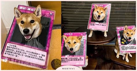 色色柴犬真狗版！呆萌柴犬頭戴「不可以色色」立體卡牌，同場加映超實用色色卡冊網 寵物圈圈 妞新聞 Niusnews