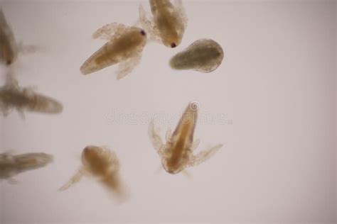 Artemia Larvae In Light Microscope Artemia Plankton Under A Microscope