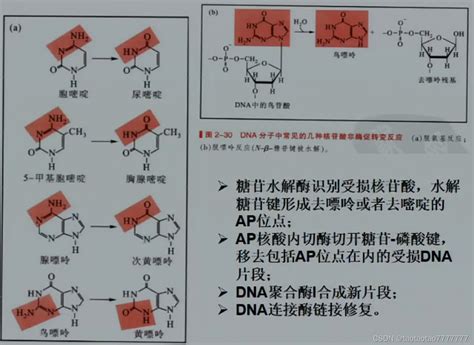 【中科院】分子生物学 朱玉贤第四版 笔记 第2 4讲 Dna 染色体 Dna复制 分子生物学朱玉贤目录 Csdn博客