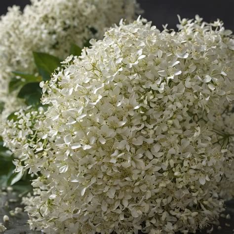 Elder Syrup Origins Benefits And Culinary Uses