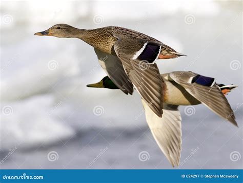 Ducks In Flight Stock Image Image Of Frozen River Wings 624297