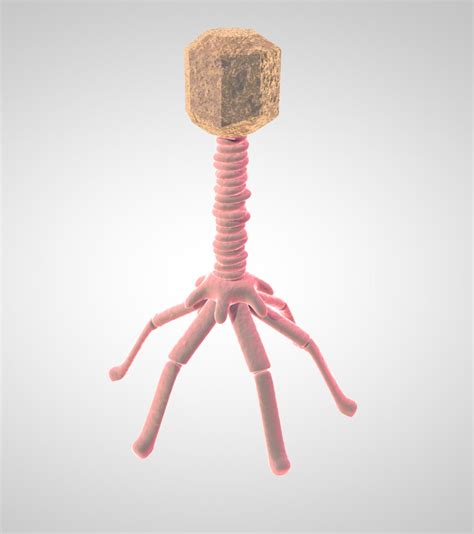 Medical Anatomy Virus 3d Model Turbosquid 1442037