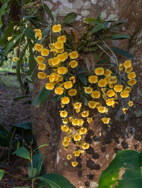 10 Stunning Yellow Orchid Varieties To Brighten Your Space