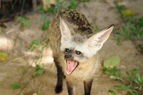 Bat Eared Fox Animal Kingdom