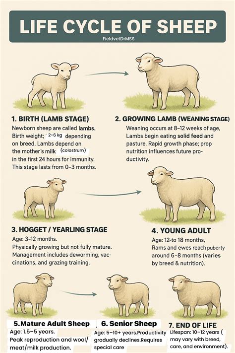 Field Life Cycle Of Sheep Fieldvetdrmss 1 Birth Lamb Stage