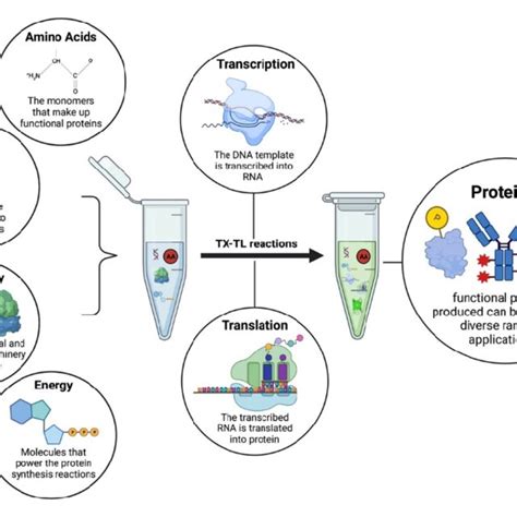 Cell Free And Cell Based Protein Synthesis Systems The Figure