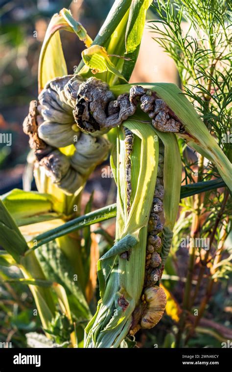 Diseased Corn Called Corn Smut Pathogenic Fungus Ustilago Maydis In
