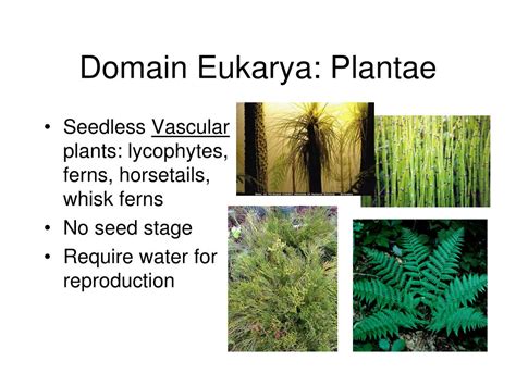 Ppt Taxonomy Powerpoint Presentation Free Download Id 5734392