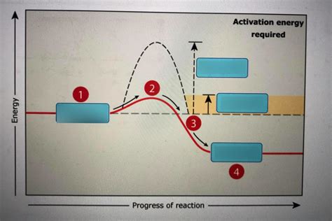 The Effects Of Enzymes On Activation Energy Diagram Quizlet