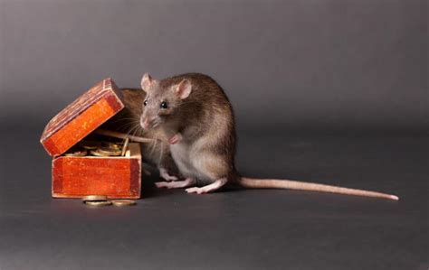 Using Copper Mesh To Keep Mice Away No Fail Solution Pest Pointers