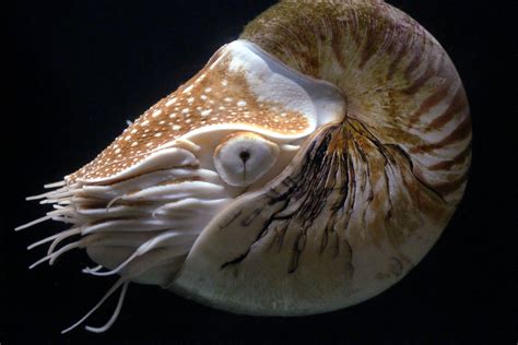 Shell Grows By Adding Chambers — Biological Strategy — Asknature