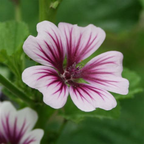 Mist Robin Porn Pictures Xxx Photos Sex Images 282162 Pictoa