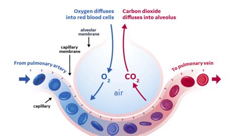 Automated End Tidal Control Device Achieves And Maintains Concentration