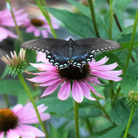 Pollinator Pathway Stamford