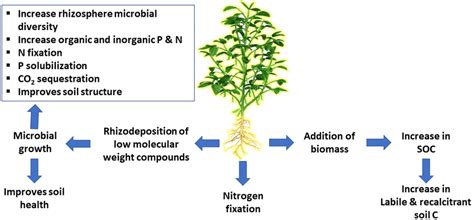 Biological Effect Of Legume Inclusion Download Scientific Diagram