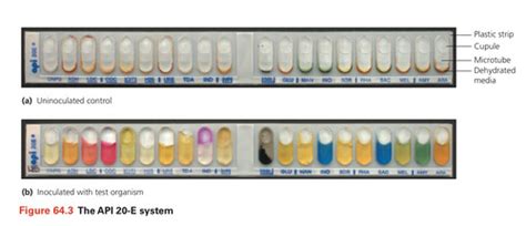 Experiment 64 Flashcards Quizlet