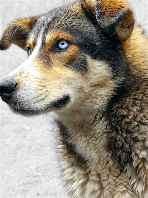 Premium Photo Portrait Of A Beautiful Mongrel Dog With Blue Eyes