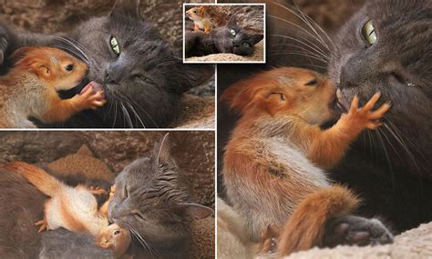 Një Familje Jokonvencionale Në Krime Kotele E Ketra Bashkë