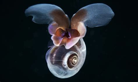 Sea Butterfly All You Need To Know Surfs Up Magazine