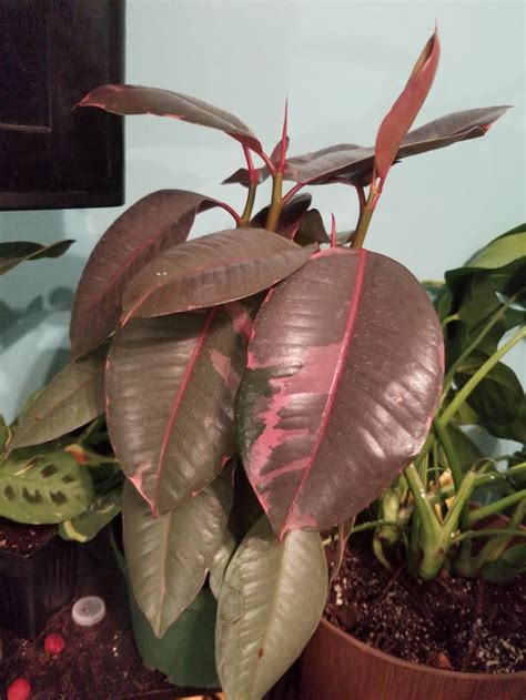 Ruby Rubber Tree And Maranta Has Drooping Leaves From Not So Great Shipping Best Way To Make