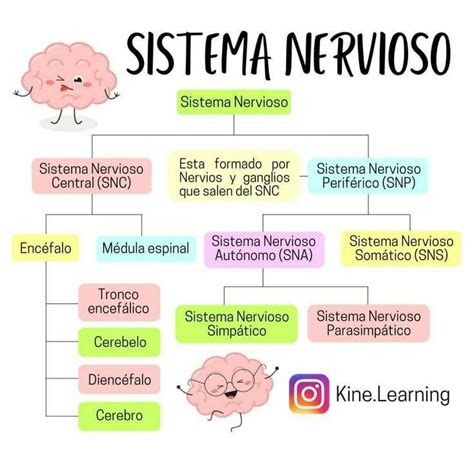Sistema Nervioso Sistema Nervioso Anatomia Y Fisiologia Anatomia Y