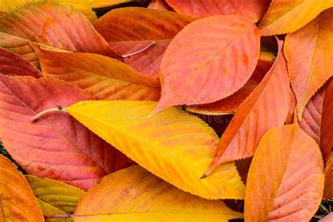 Red Fall Leaves Background In Autumn Stock Image Image Of Autumn