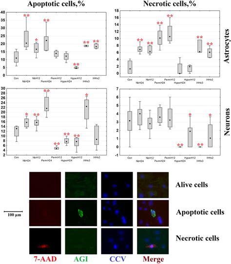 The Numbers Of Nerve Cells With Fluorescent Labels For Download
