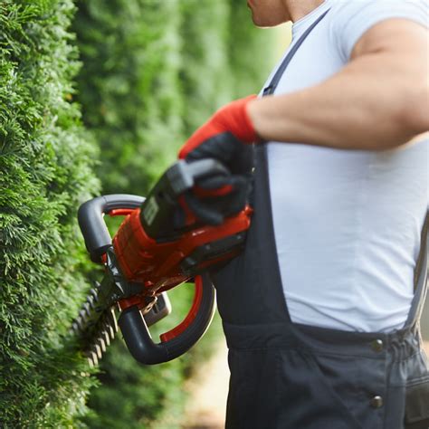 Hedge Trimming And Cutting Tree Thyme Tree Surgeons Felling