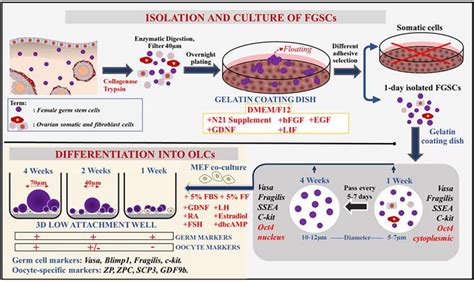 Female Germline Stem Cells A Source For Applications In Reproductive