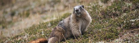 Science Strategy Alberta Parks