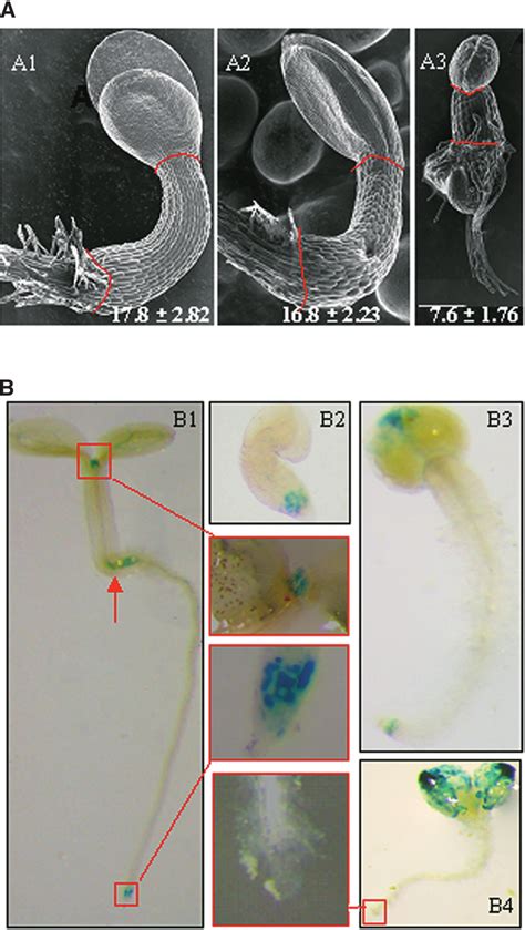 Determination Of Hypocotyl Cell Number And Analysis Of Cell Division Download Scientific