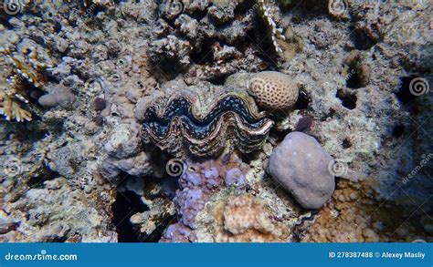 Bivalve Mollusc Maxima Clam Or Small Giant Clam Tridacna Maxima Undersea Red Sea Royalty Free